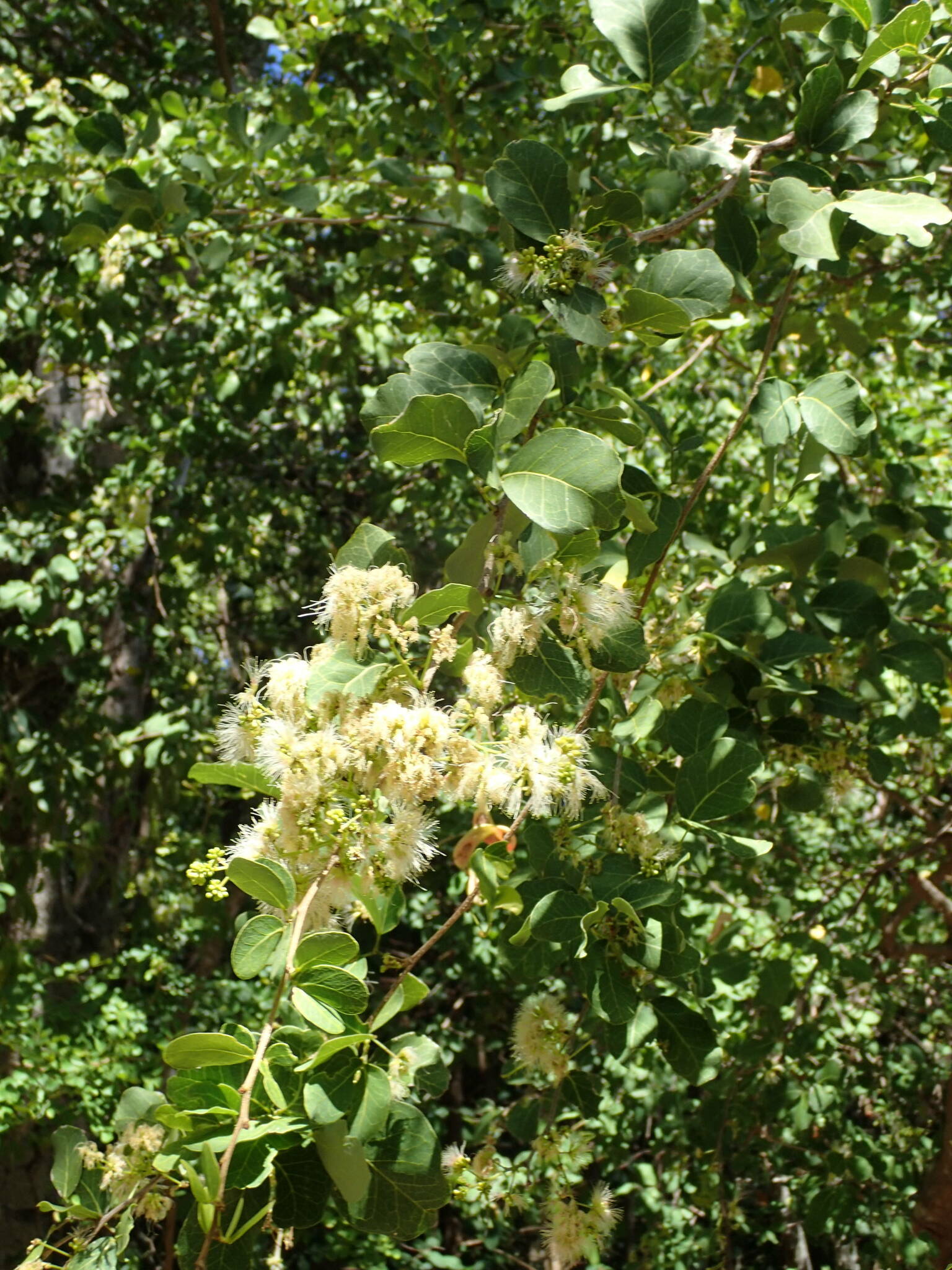 Pithecellobium unguis-cati (L.) Benth.