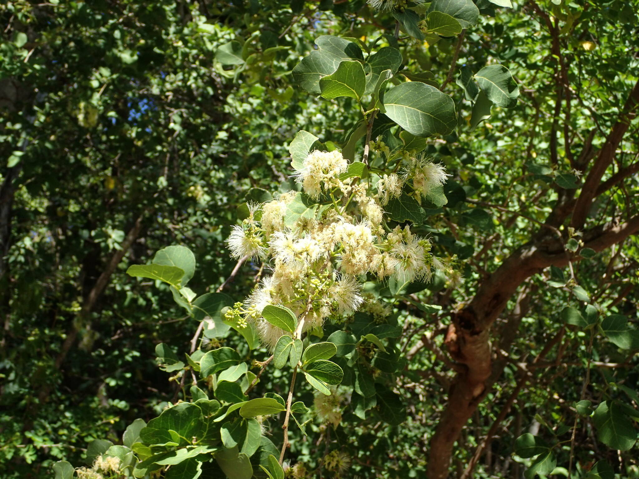 Pithecellobium unguis-cati (L.) Benth.