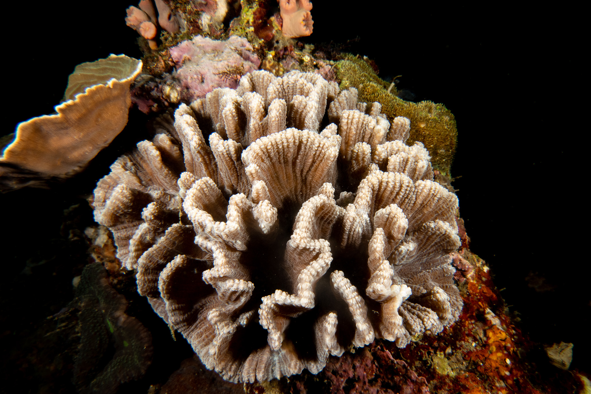 Pectinia lactuca (Pallas, 1766)