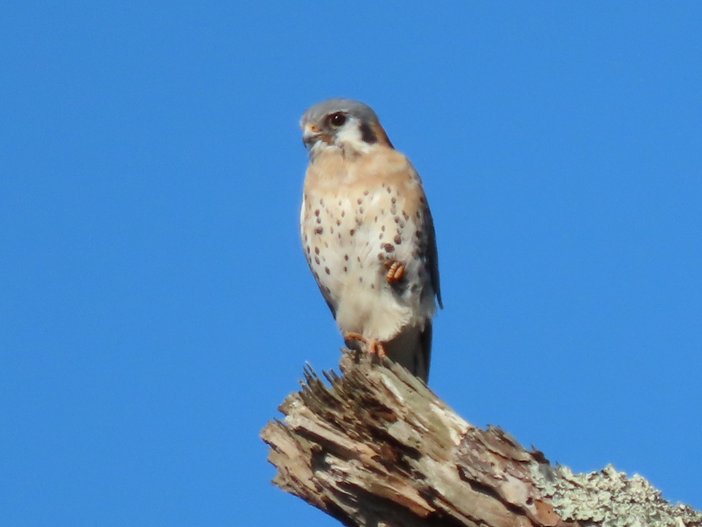 Southeastern American Kestrel from Christmas, FL 32709, USA on March 11 ...