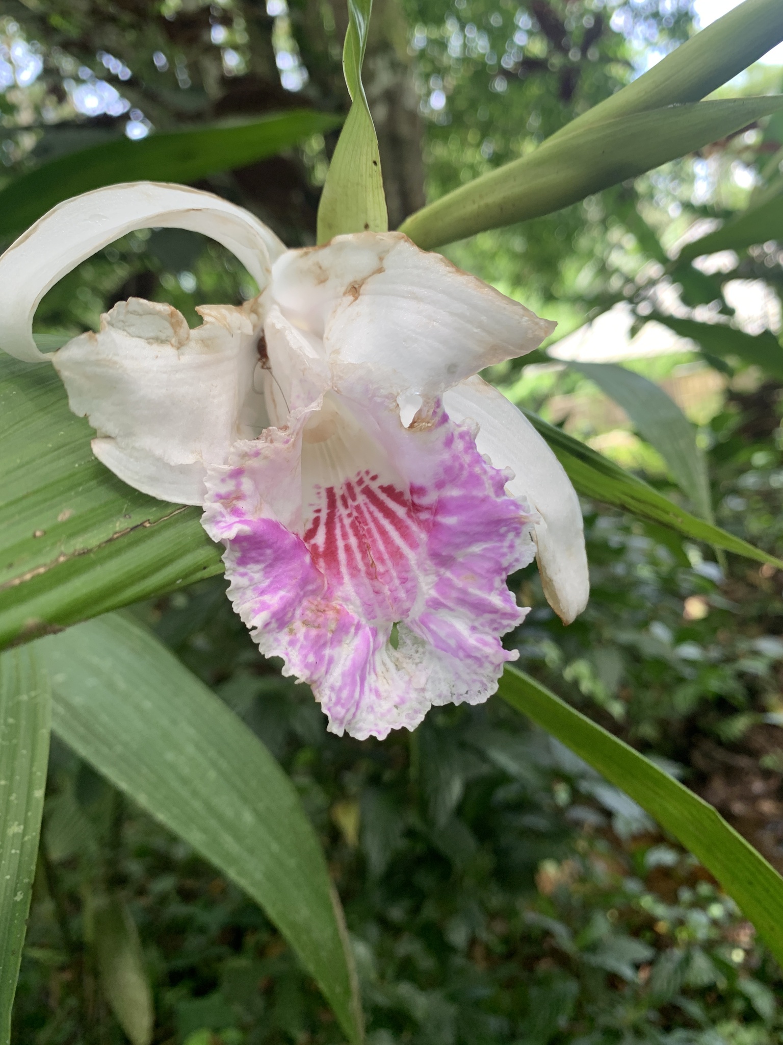 Sobralia rosea Poepp. & Endl.