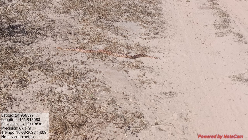 Cape Gopher Snake from Comondú, BCS, MX on March 10, 2023 at 11:09 AM ...