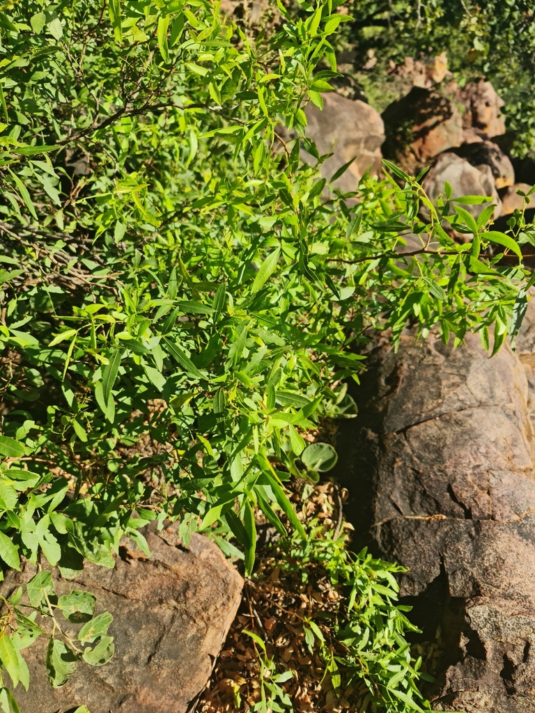 Mountain Karree from Merafong City Local Municipality, South Africa on ...
