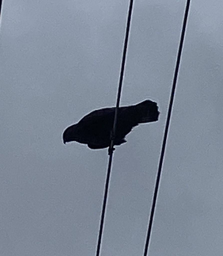 Rough-legged Hawk from N County Road 400 W, Morocco, IN, US on March 11 ...