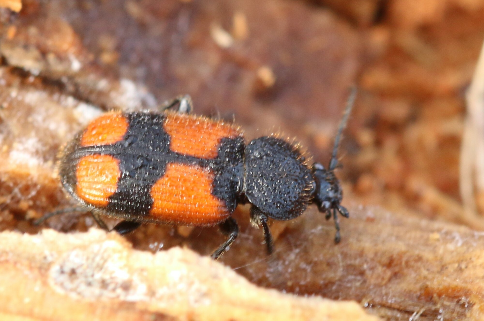 Panagaeus Latreille, 1802