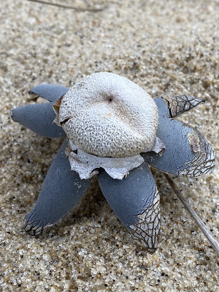 Barometer Earthstars from Cape Cod National Seashore, Wellfleet, MA, US ...
