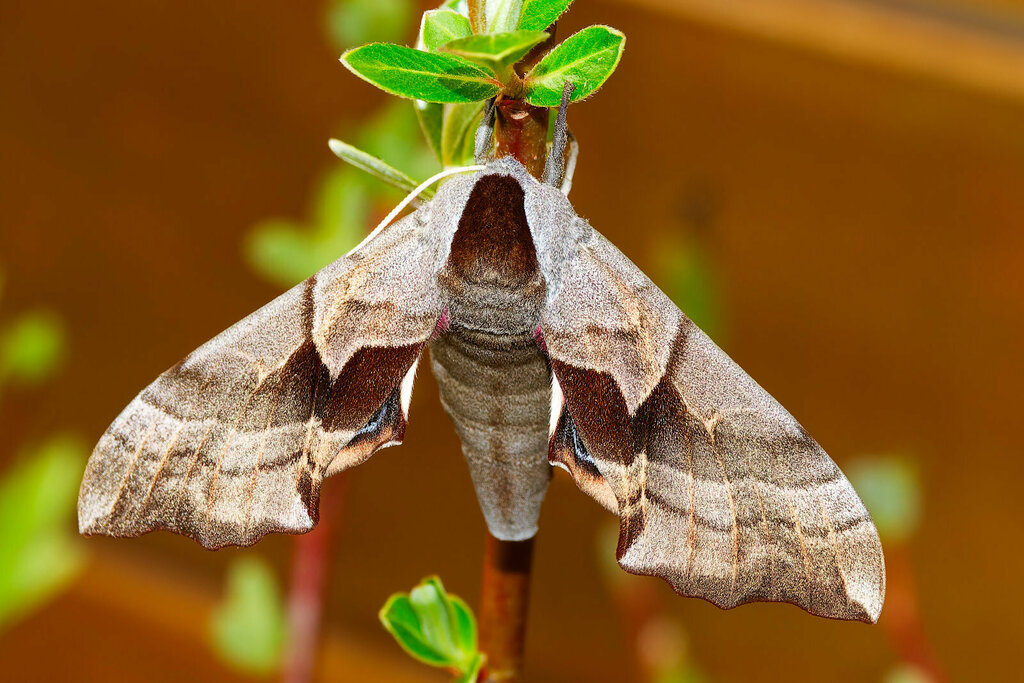 Western Eyed Sphinx from Los Osos, Baywood-Los Osos, CA 93402, USA on ...