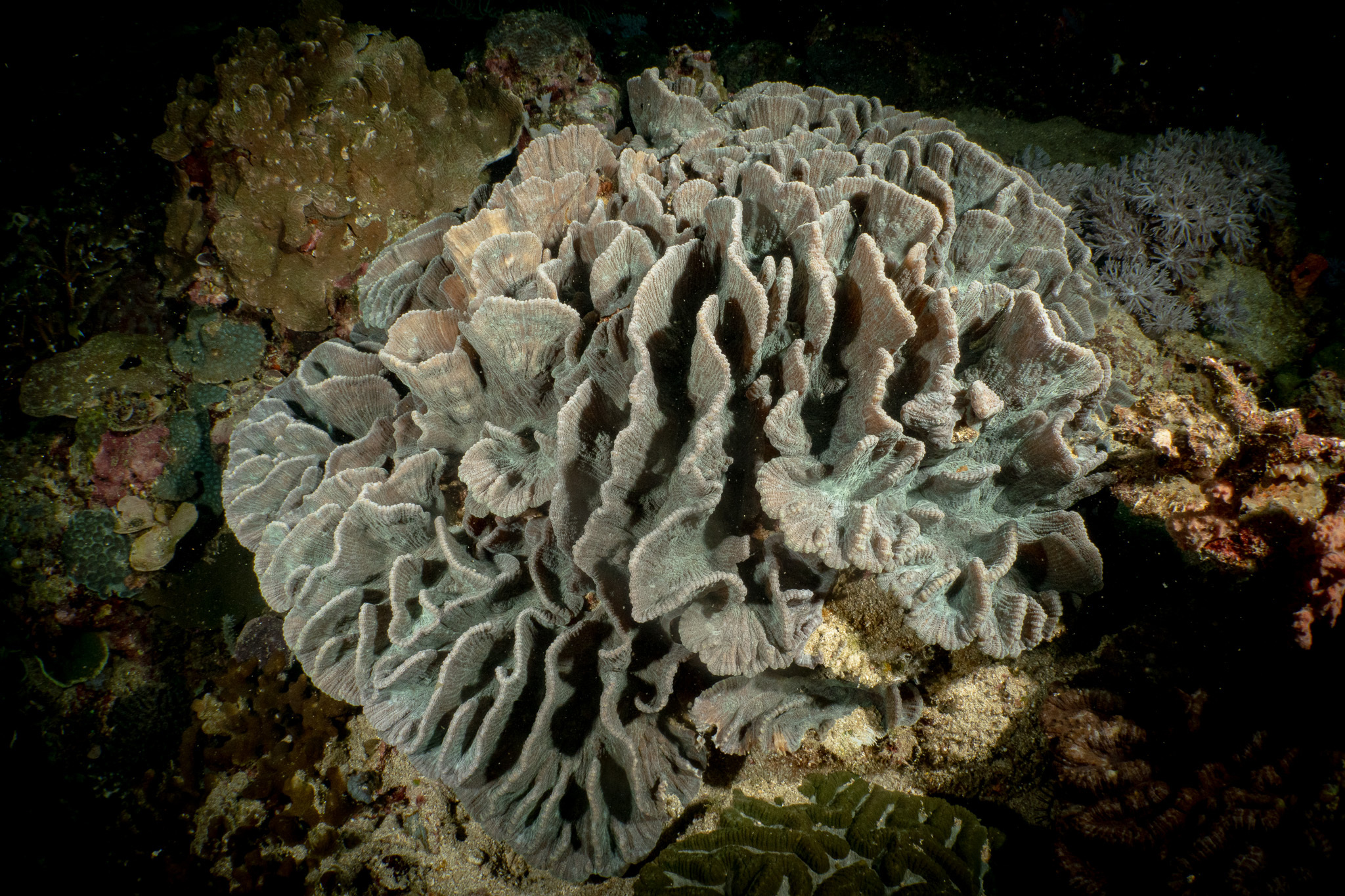 Pectinia lactuca (Pallas, 1766)