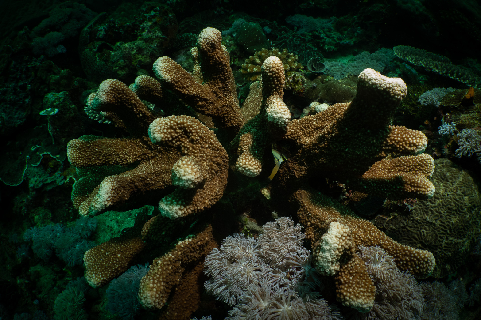 Isopora palifera (Lamarck, 1816)