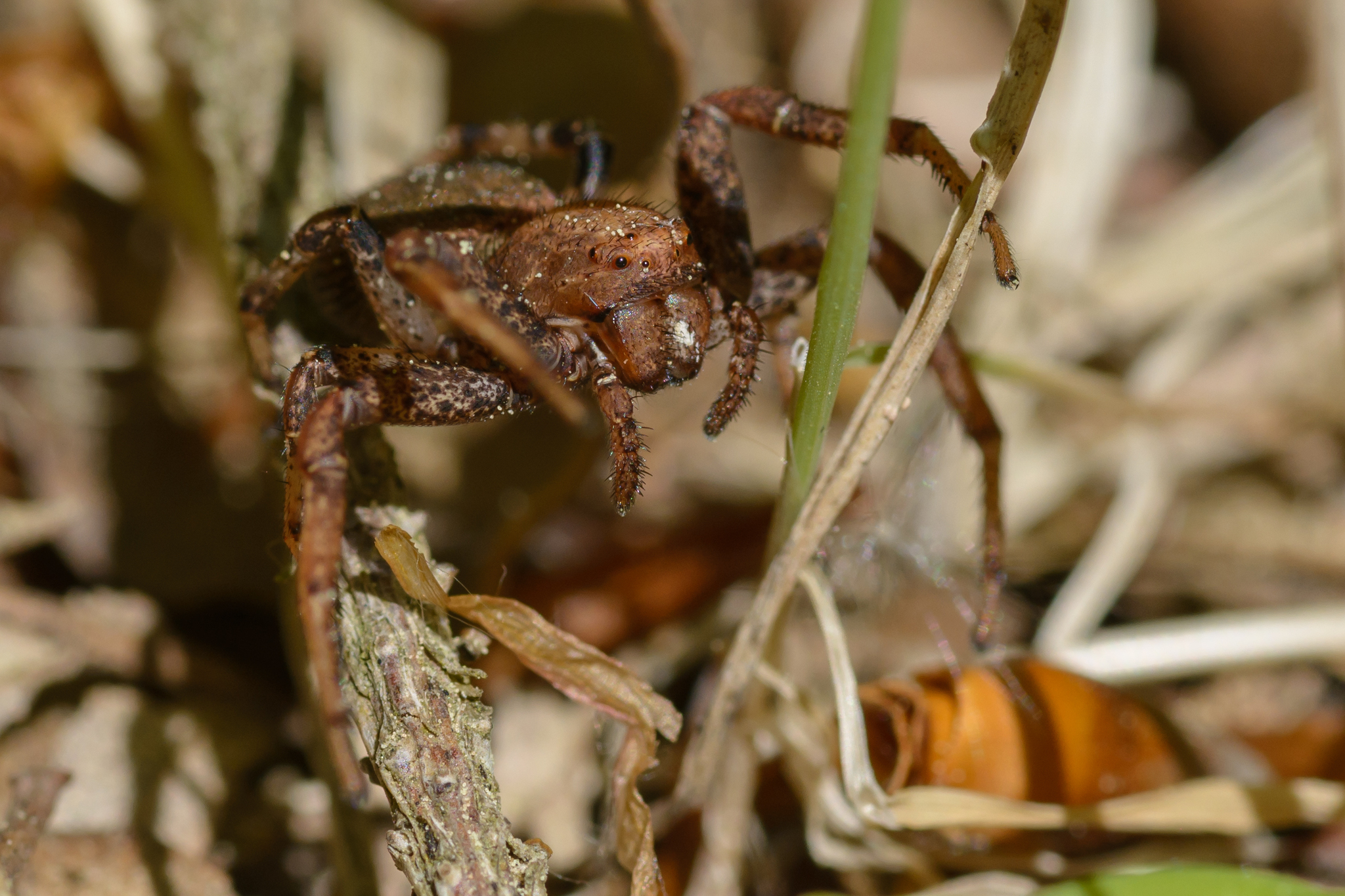 Xysticus luctator L.Koch, 1870