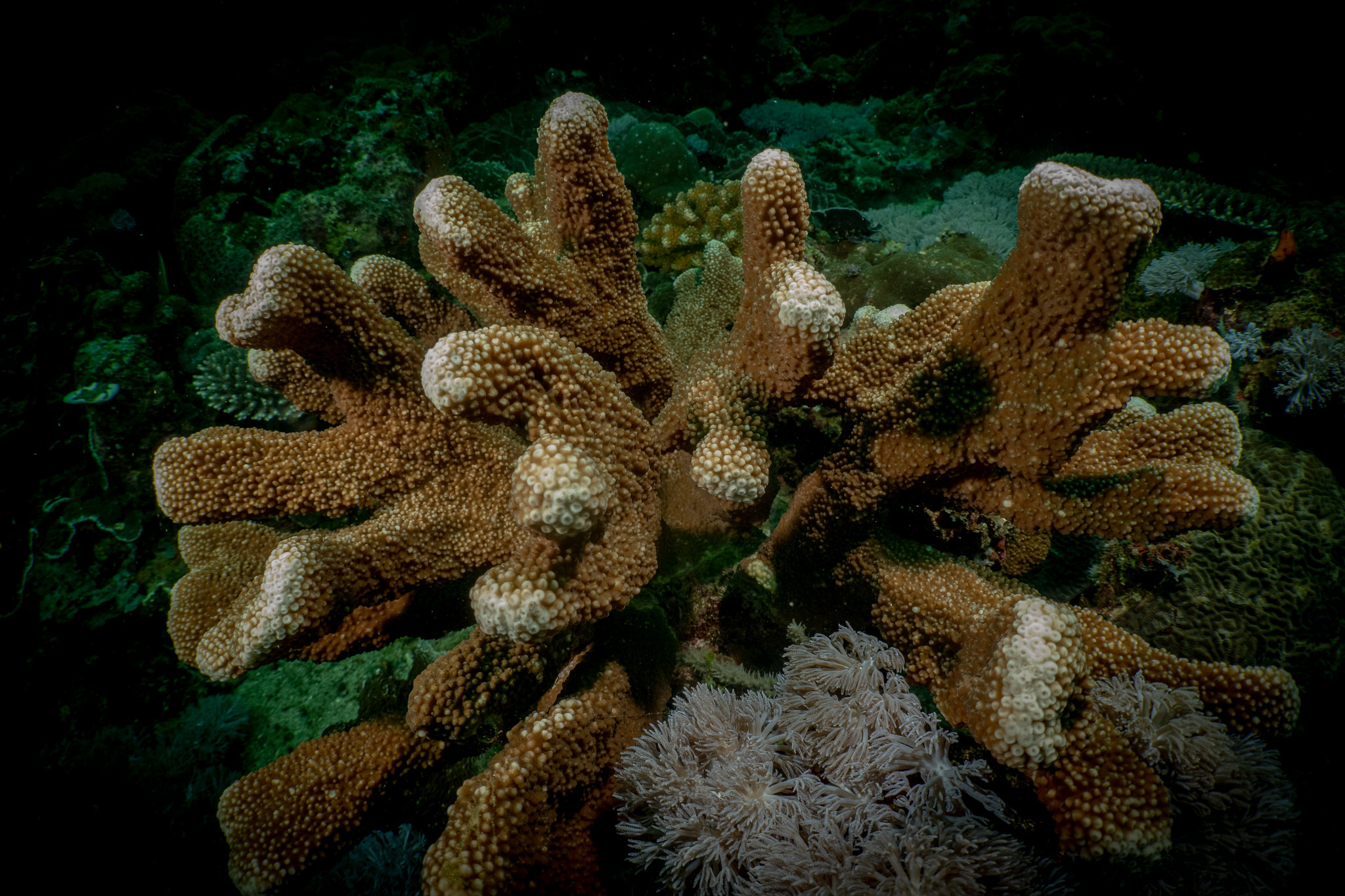 Isopora palifera (Lamarck, 1816)