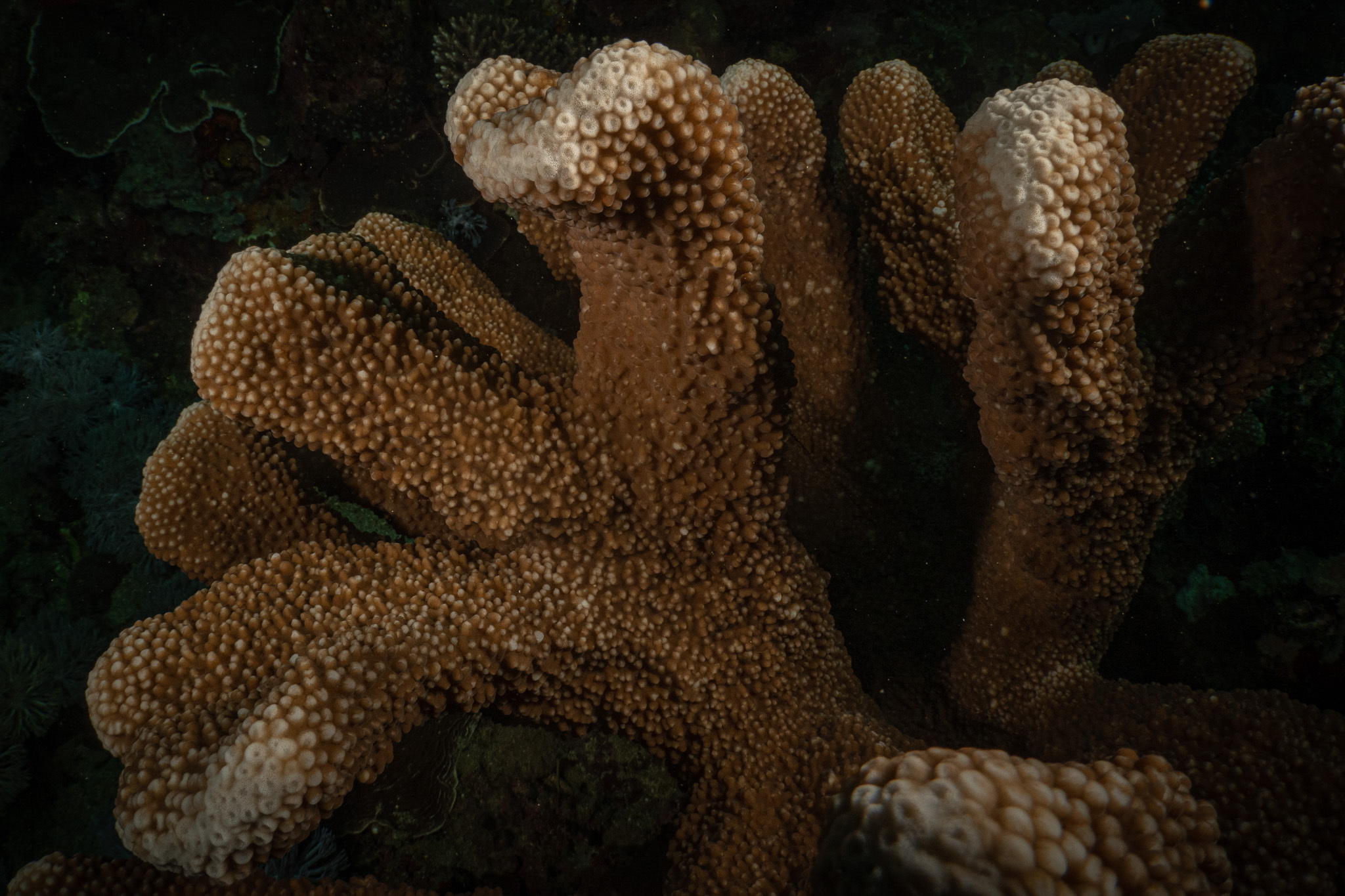 Isopora palifera (Lamarck, 1816)