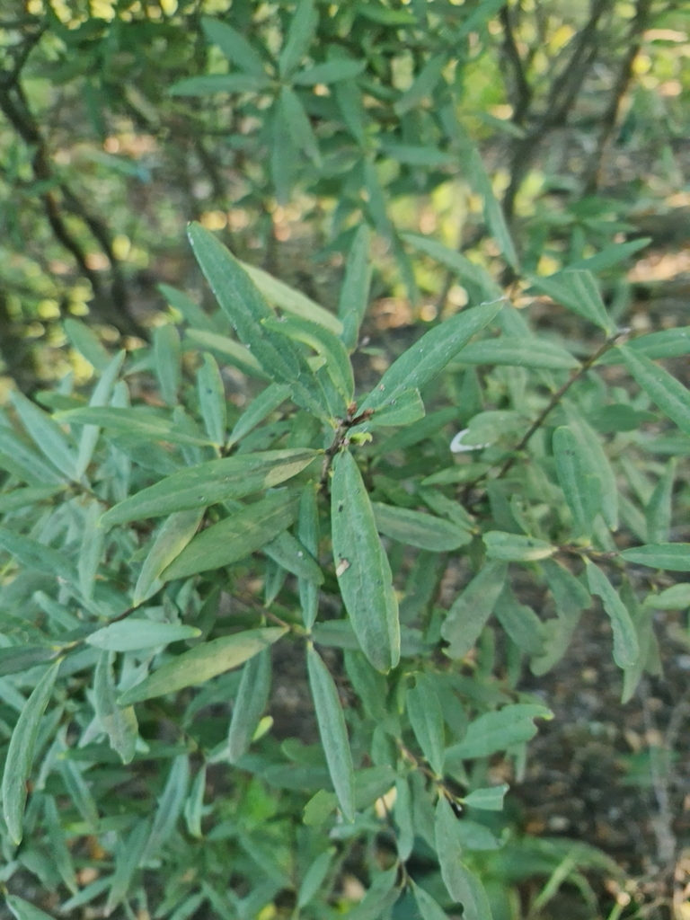 Shepherds tree from Merafong City Local Municipality, South Africa on ...