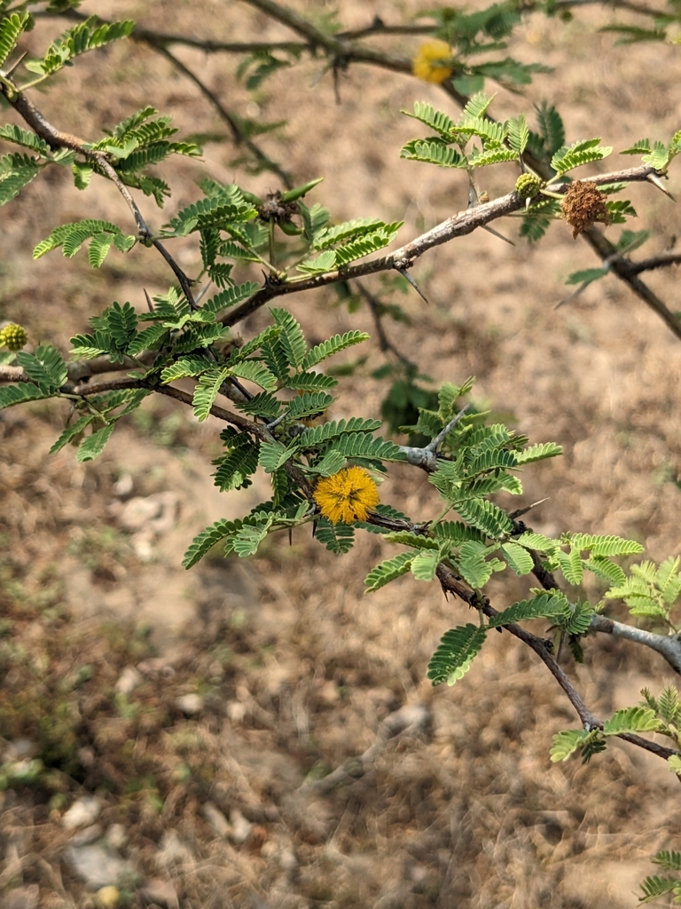 Sweet acacia from 28823 Colima, Mexico on March 11, 2023 at 10:05 AM by ...
