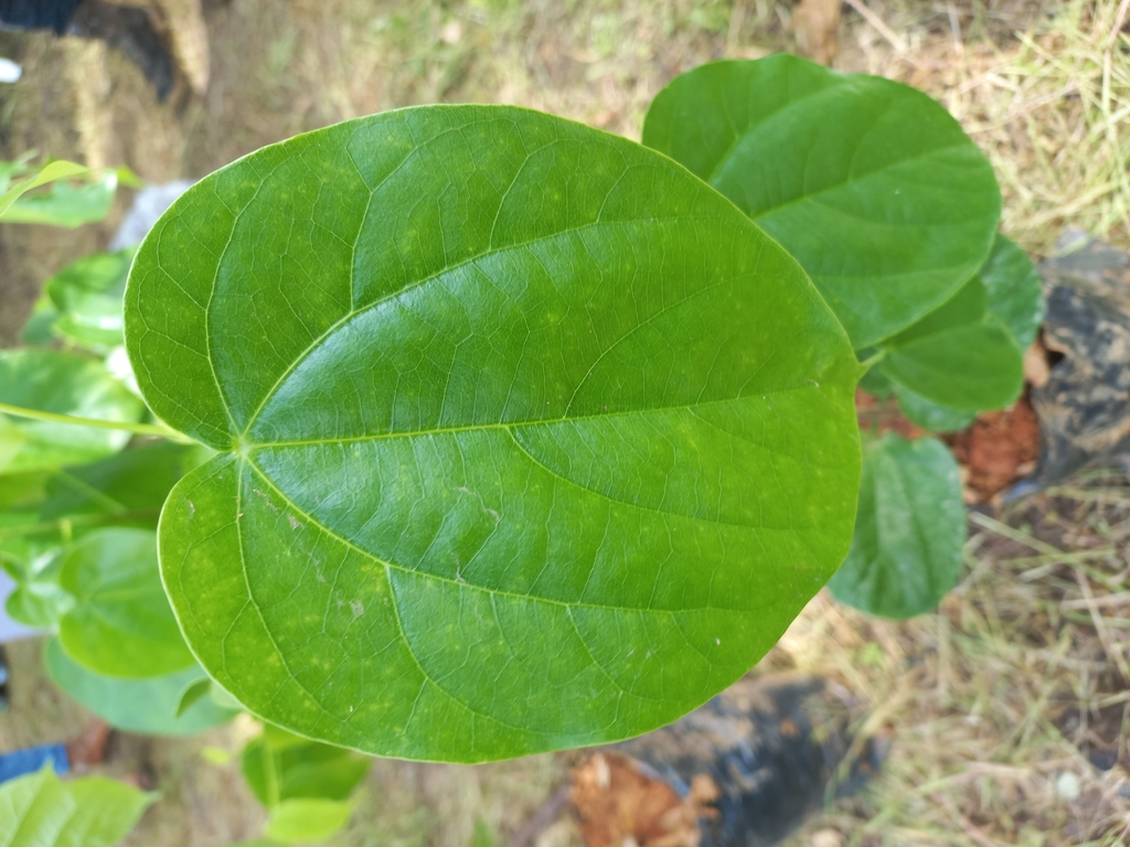 canoe tree in March 2023 by humbertobonilla · iNaturalist