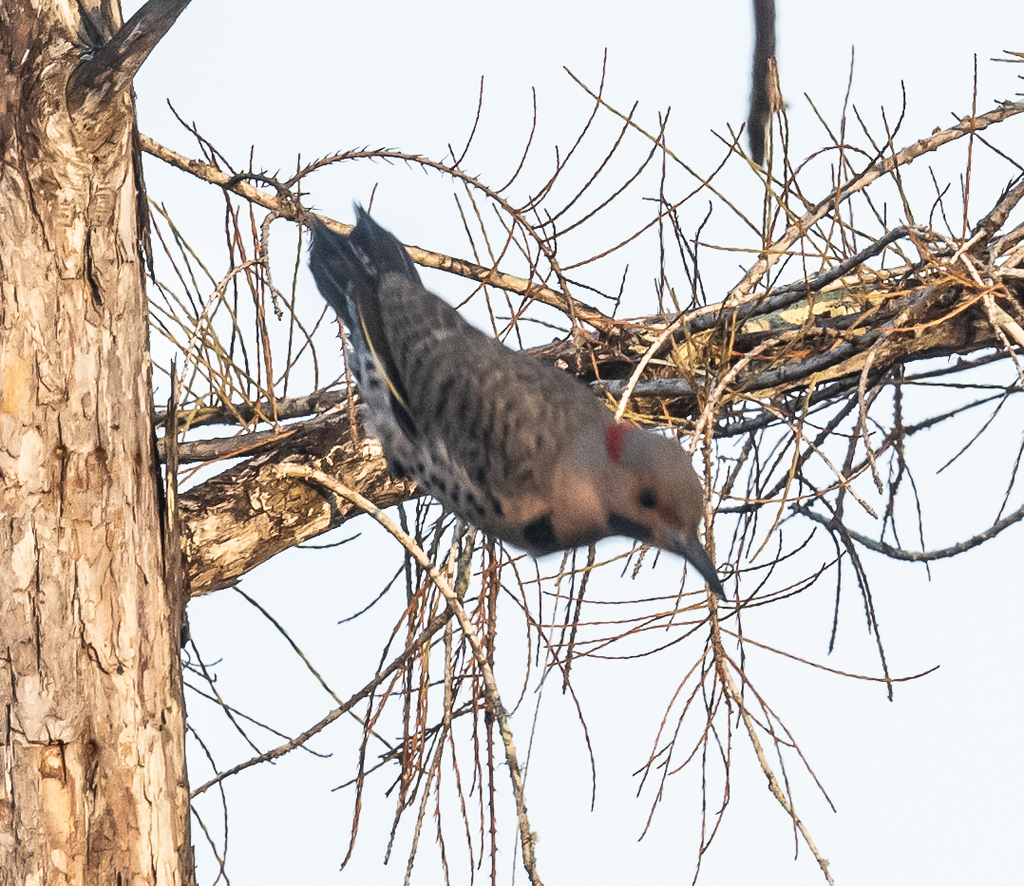 Northern Flicker from Collier County, FL, USA on March 11, 2023 at 07: ...