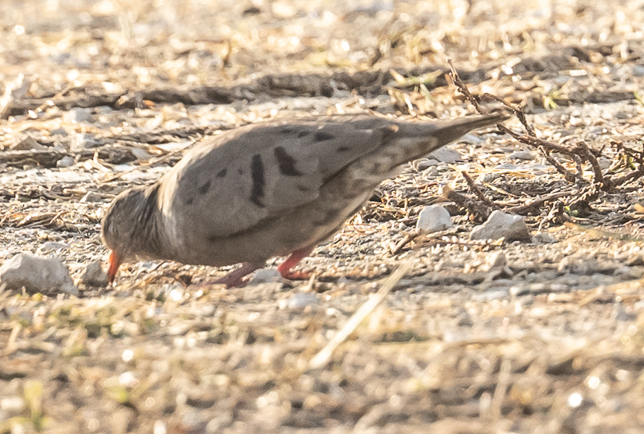 Common Ground Dove from Collier, Florida, United States on March 11 ...