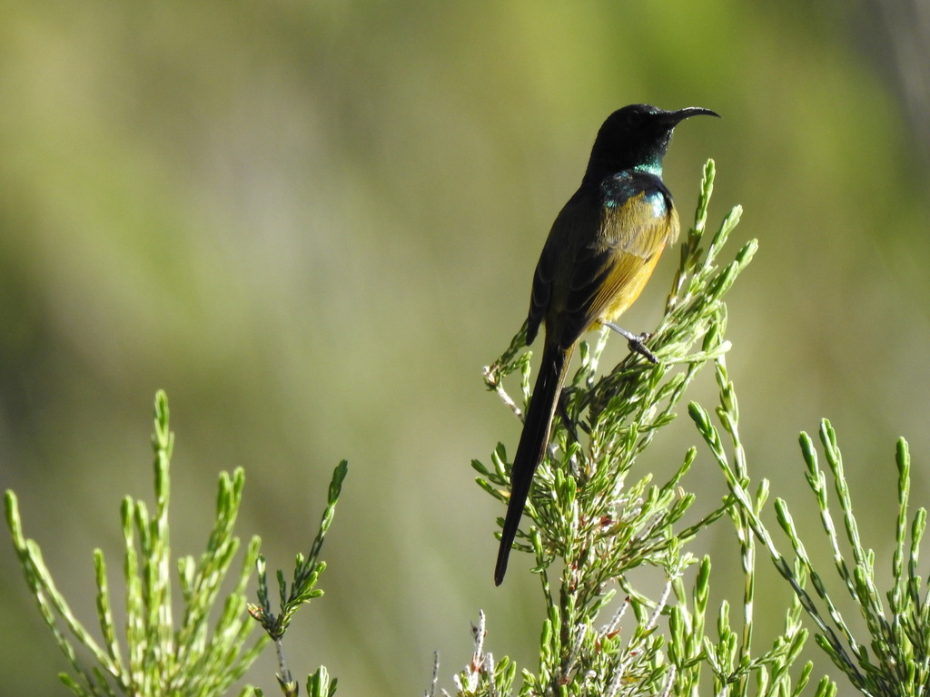 Orange-breasted Sunbird from Wynberg NU (2), Cape Town, 7824, South ...