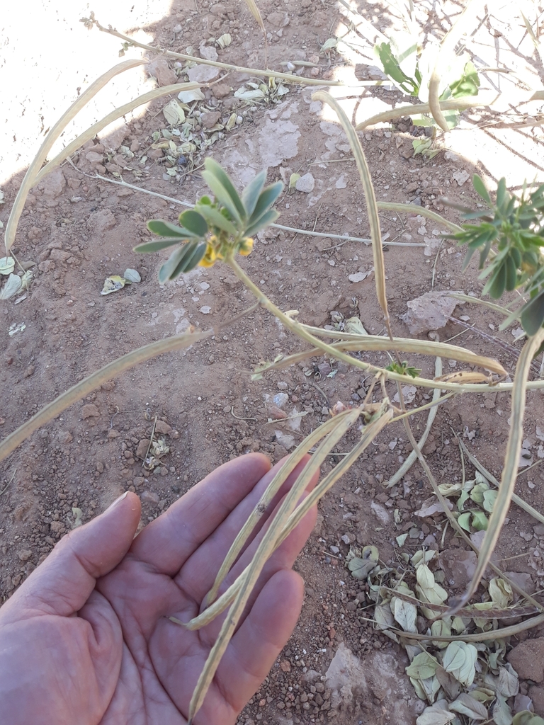 American Sicklepod in December 2022 by Karim Haddad · iNaturalist