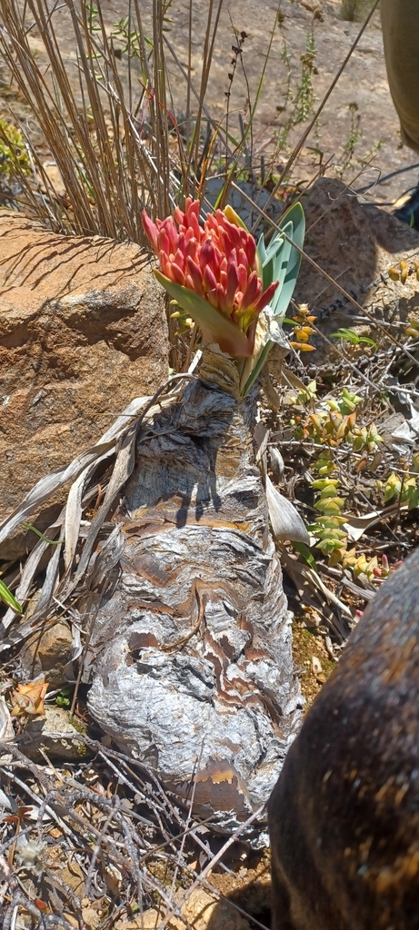 Poison-bulb from Cape Winelands, ZA-WC, ZA on March 10, 2023 at 12:18 ...