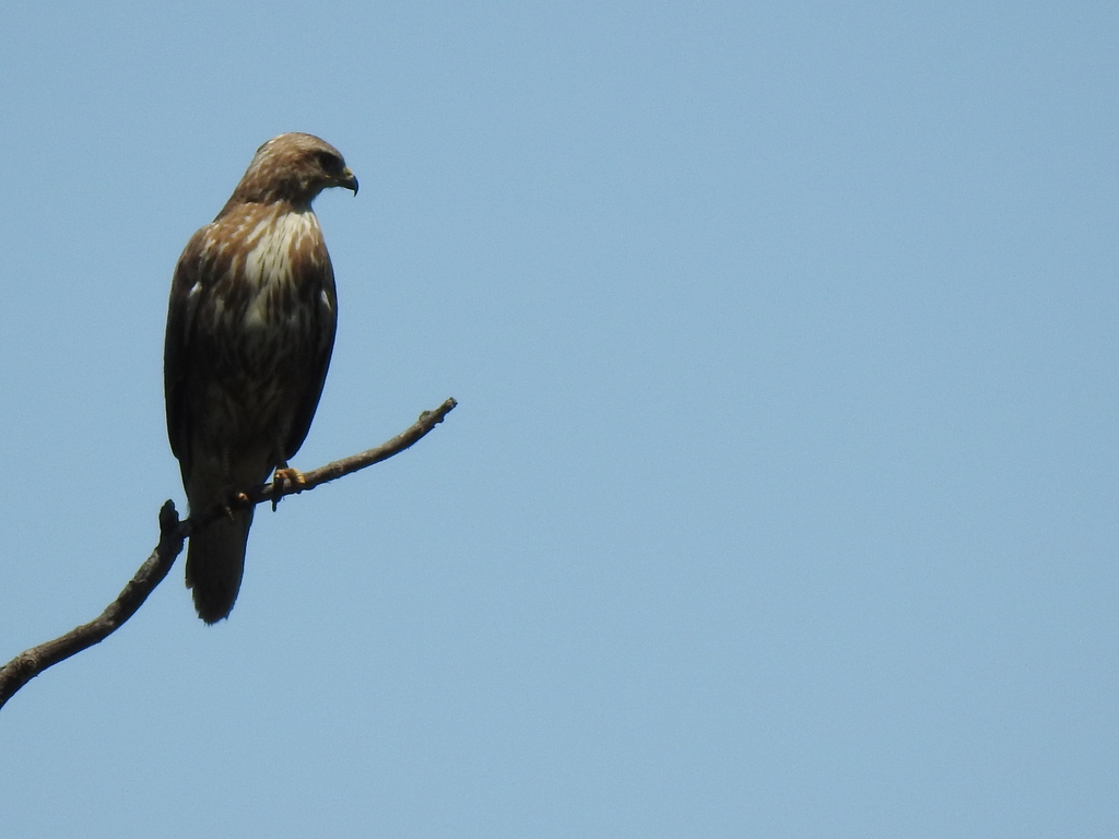 Common Buzzard from Chris Hani District Municipality, South Africa on ...