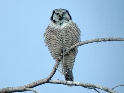 Northern Hawk Owl in November 2006 by stevewalternature · iNaturalist