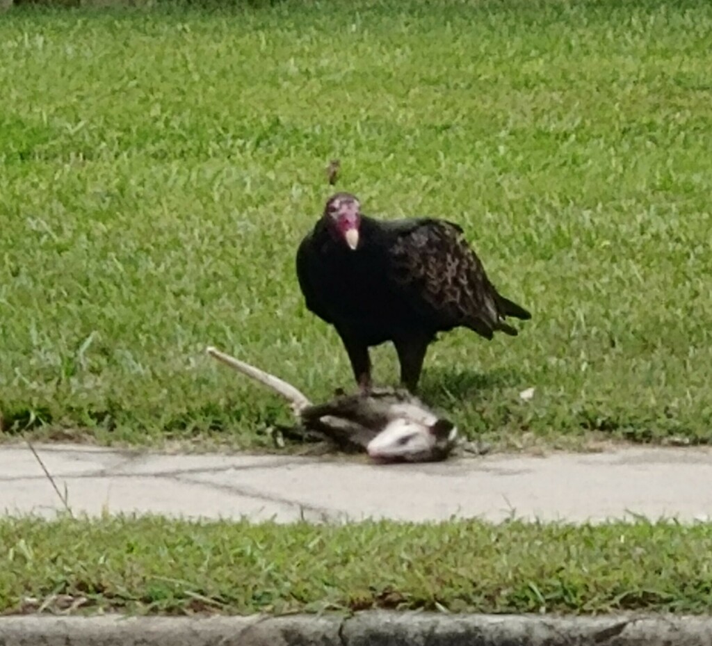 Turkey Vulture from Mountain Park, GA, USA on September 16, 2021 at 06: ...