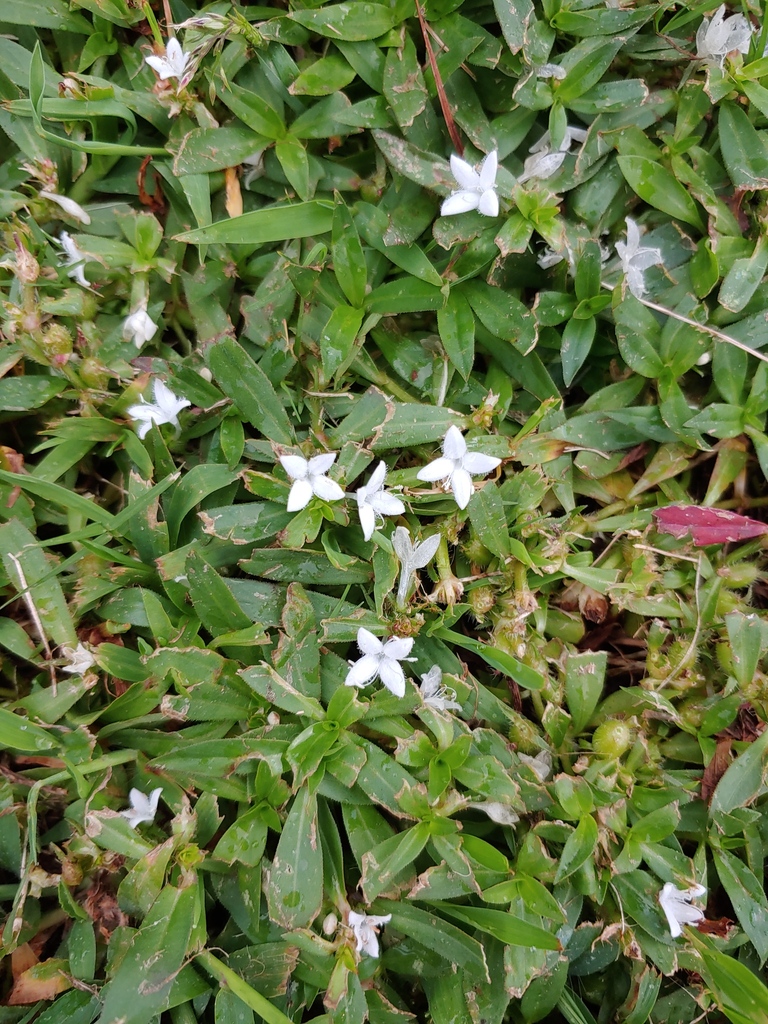 buttonweed from Mountain Park, GA, USA on September 17, 2021 at 06:54 ...