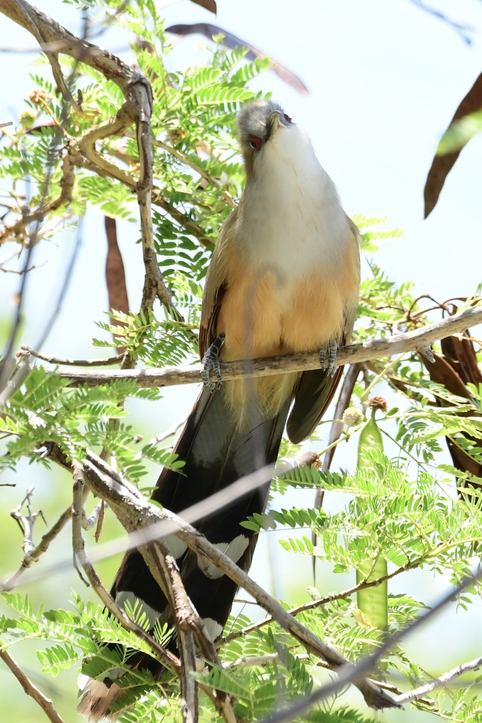 Great Lizard-Cuckoo from Guantánamo Bay, Guantánamo, CU on March 11 ...