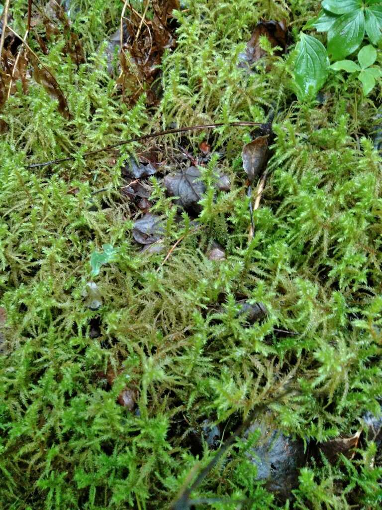 rough goose neck moss from Inverness County, NS B0E, Canada on ...