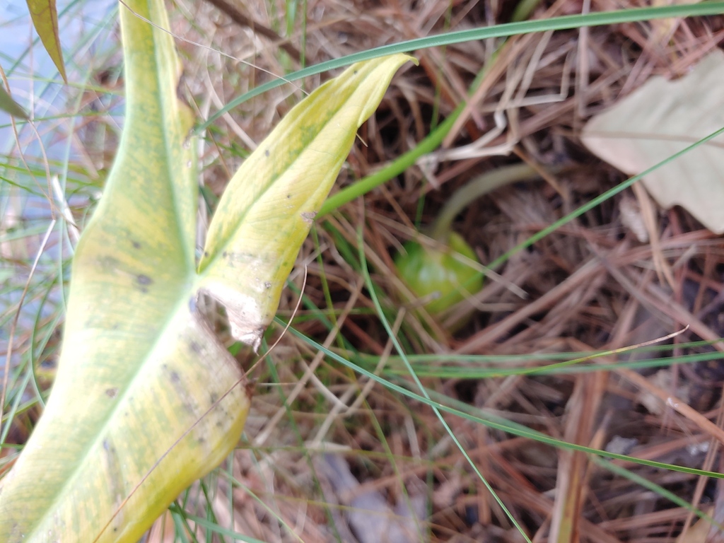 Green Arrow Arum from Dekalb County, GA, USA on November 11, 2021 at 10 ...