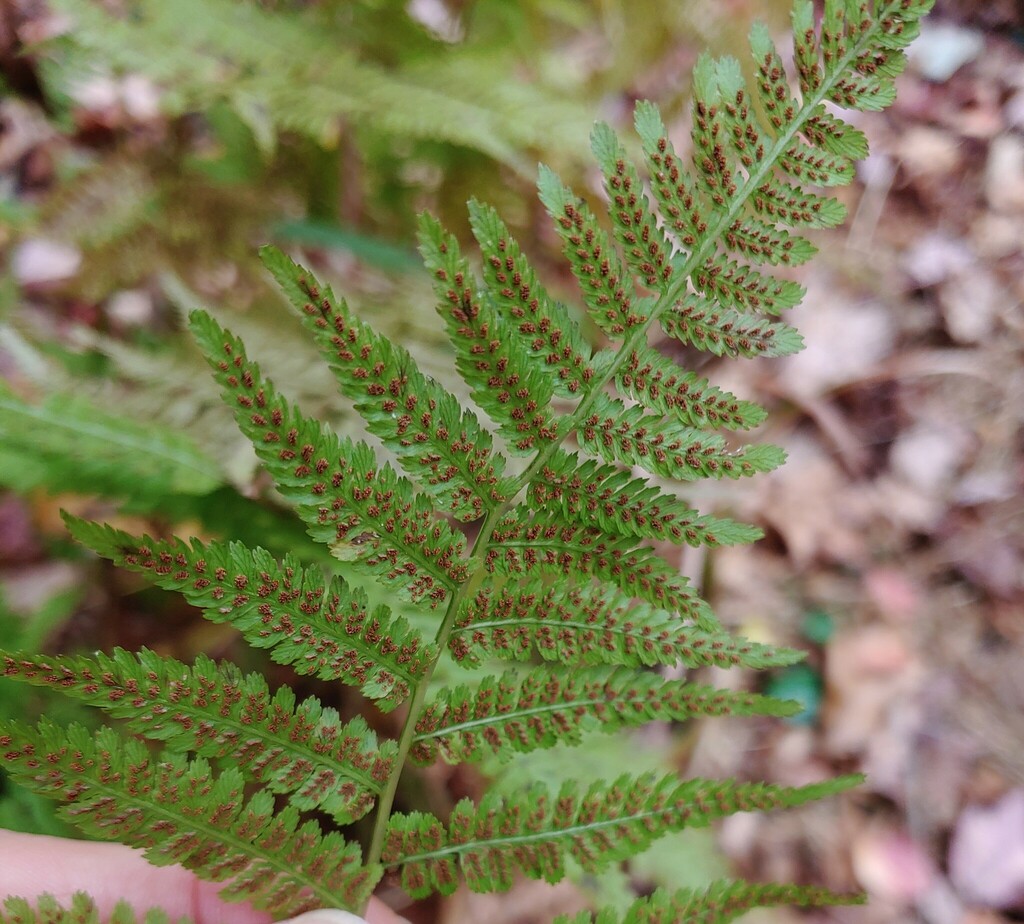 southern lady fern from Dekalb County, GA, USA on November 11, 2021 at ...