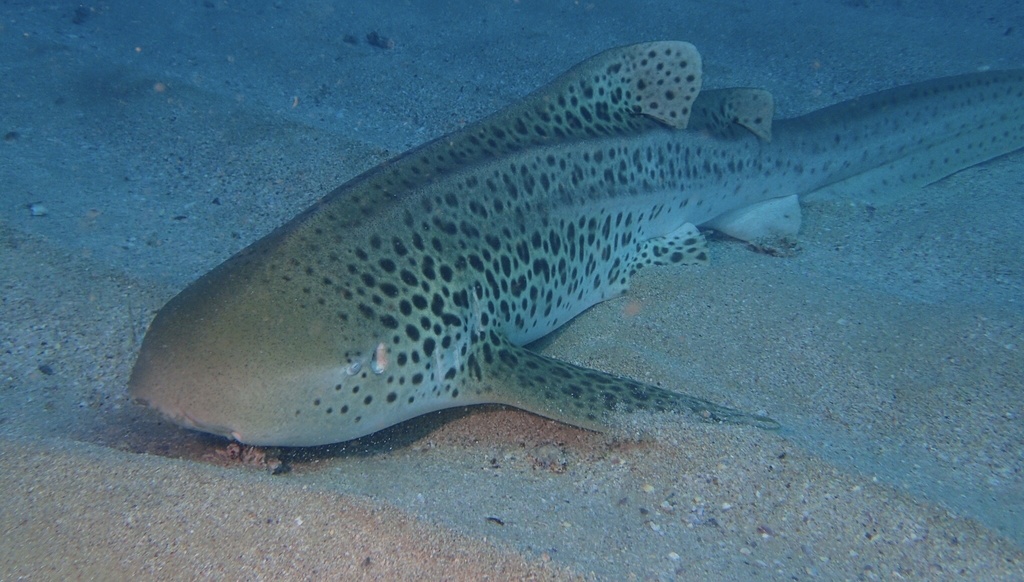 Zebra Shark from Coral Sea, Point Lookout, QLD, AU on April 02, 2018 at ...