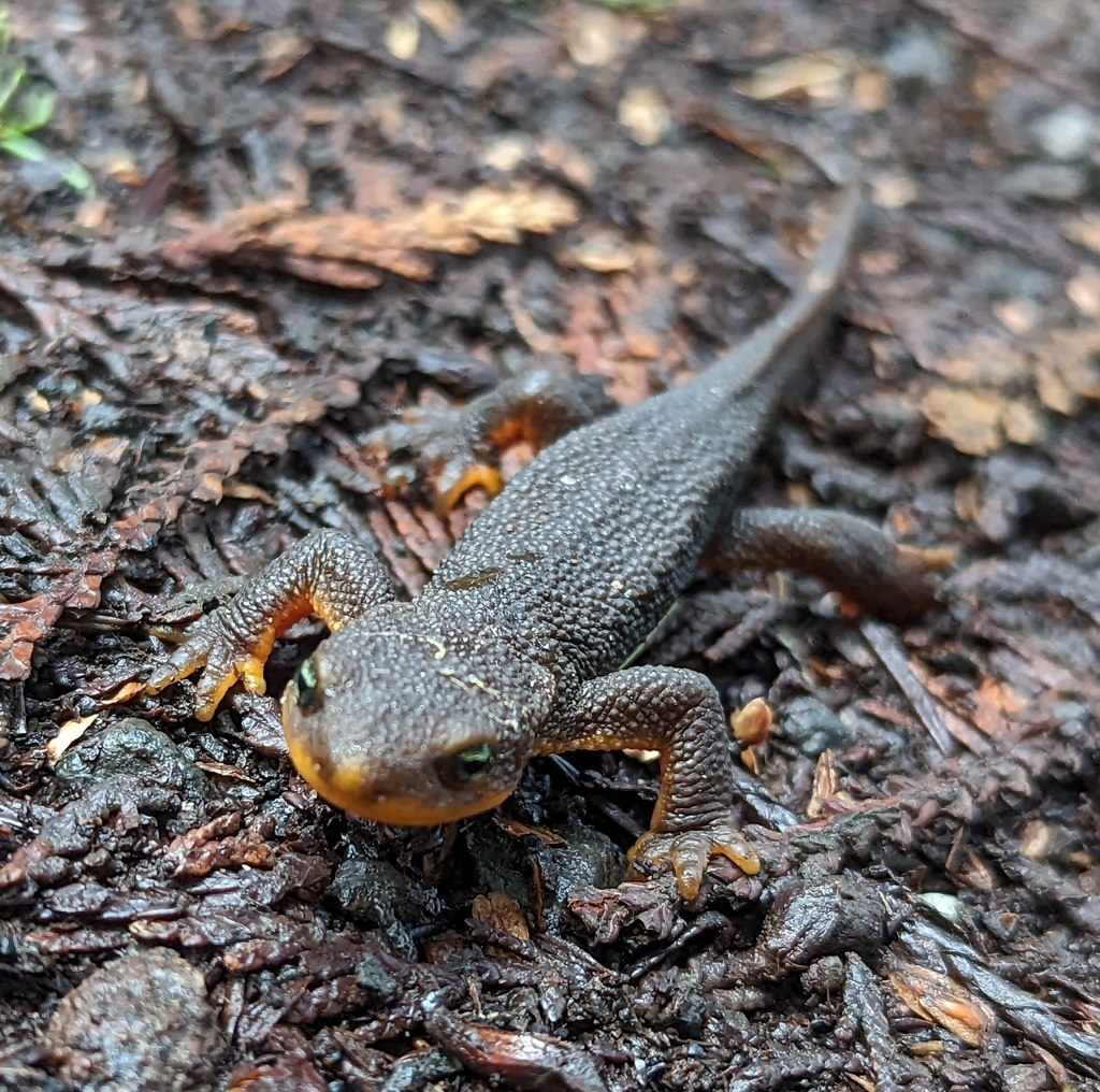 Rough-skinned Newt from Sequim, WA 98382, USA on March 11, 2023 at 12: ...