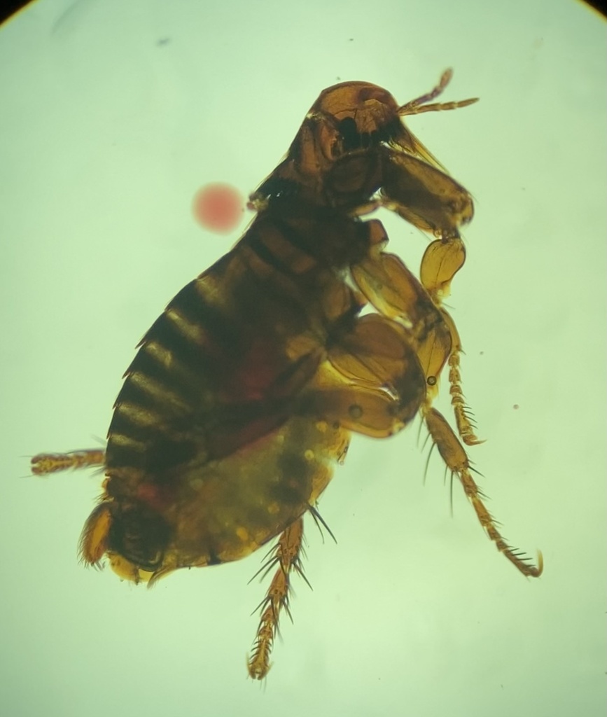 Common Eastern Rabbit Flea from Cummings School of Veterinary Medicine ...