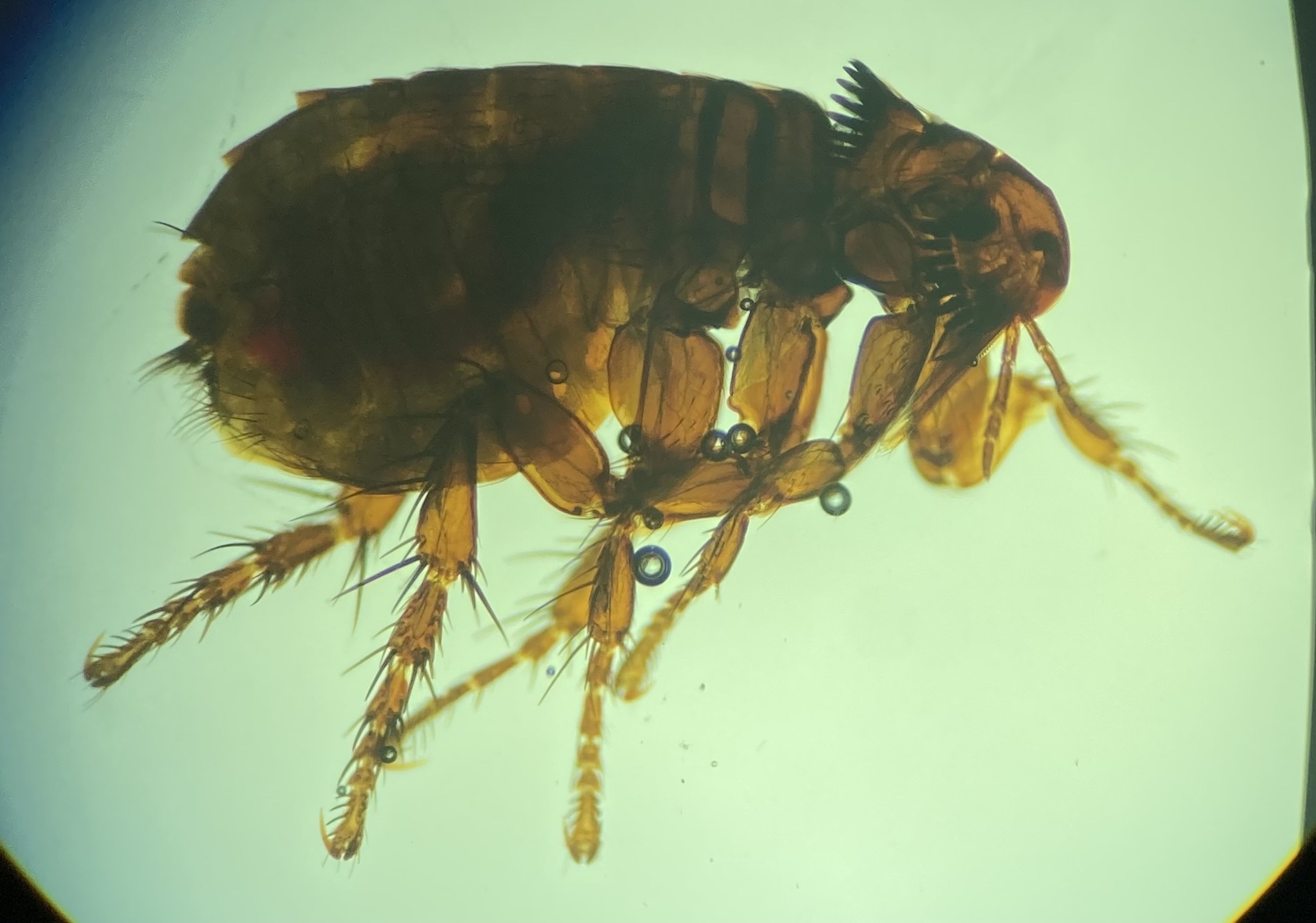 Siphonaptera