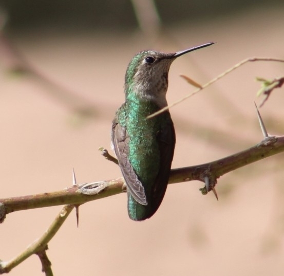 Costa's Hummingbird from 21613 B.C., México on March 11, 2023 at 10:56 ...