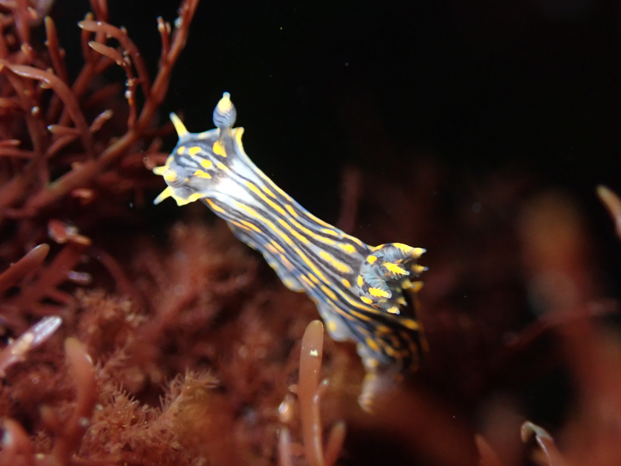 Polycera atra MacFarland, 1905