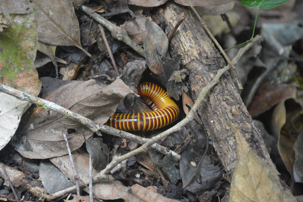Round-backed Millipedes from Puntarenas Province, Costa Rica on March ...