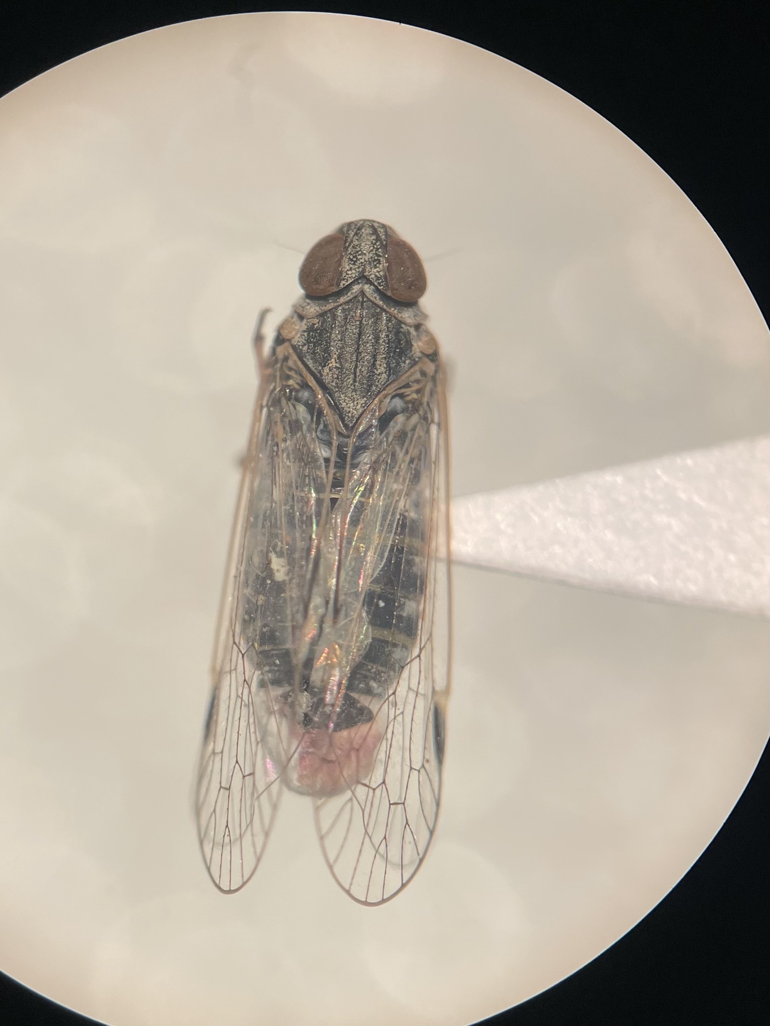 Cixiidae
