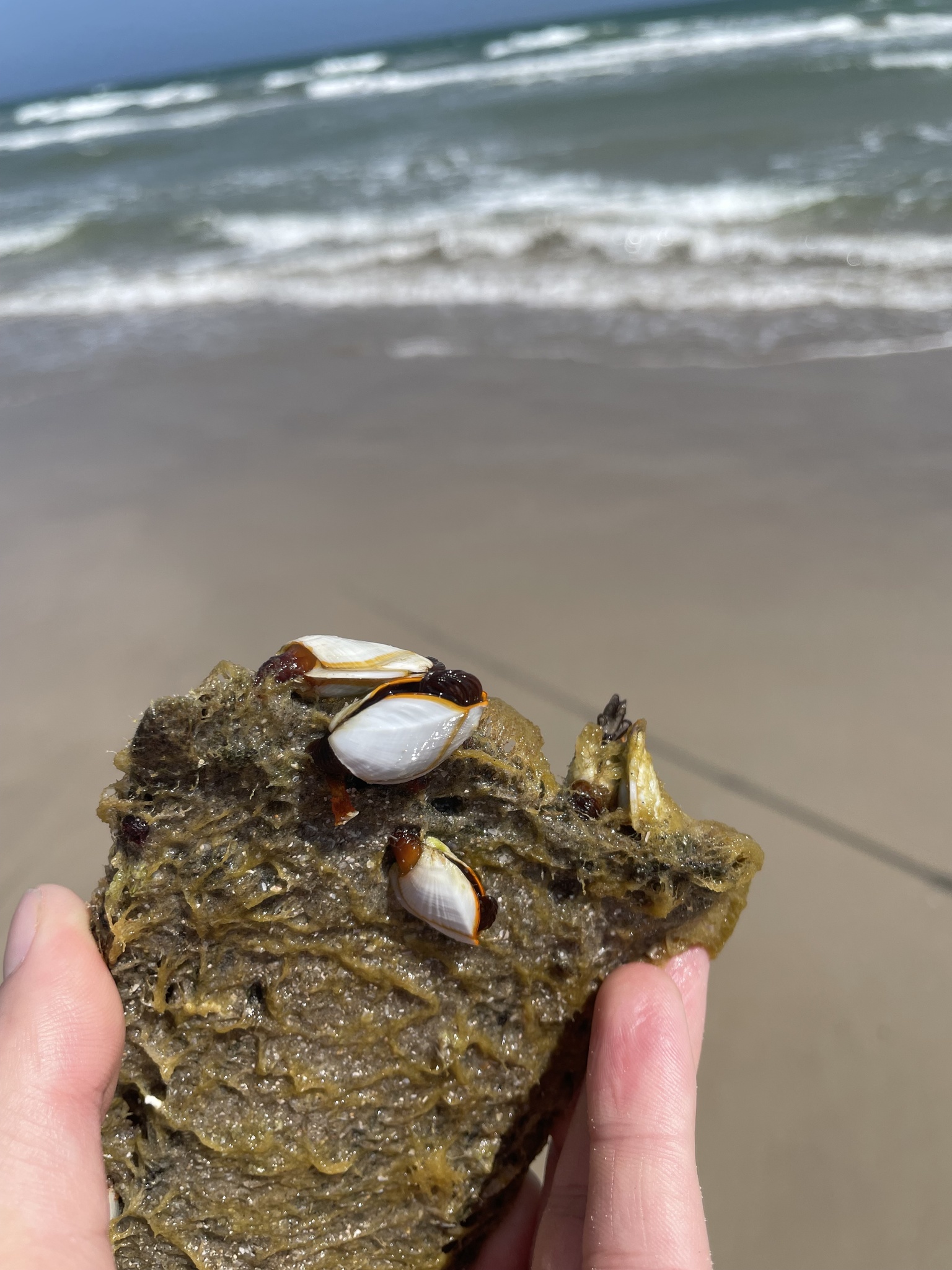 Lepas anserifera Linnaeus, 1767