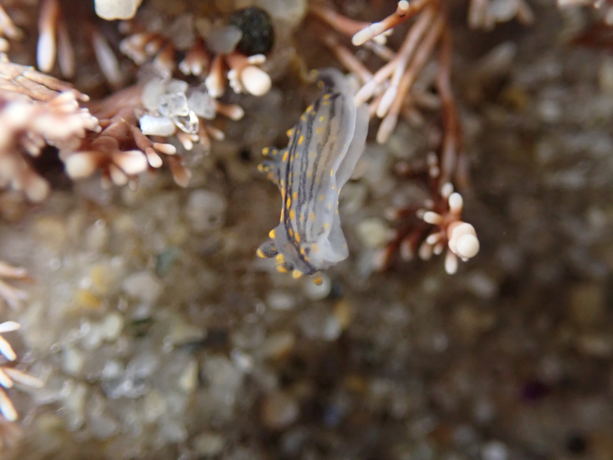 Polycera atra MacFarland, 1905