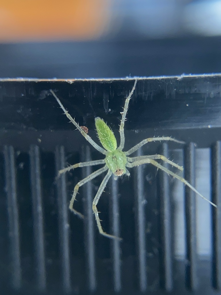 Green Lynx Spiders from Pencil Leaf Pl, Tucson, AZ, US on March 11 ...
