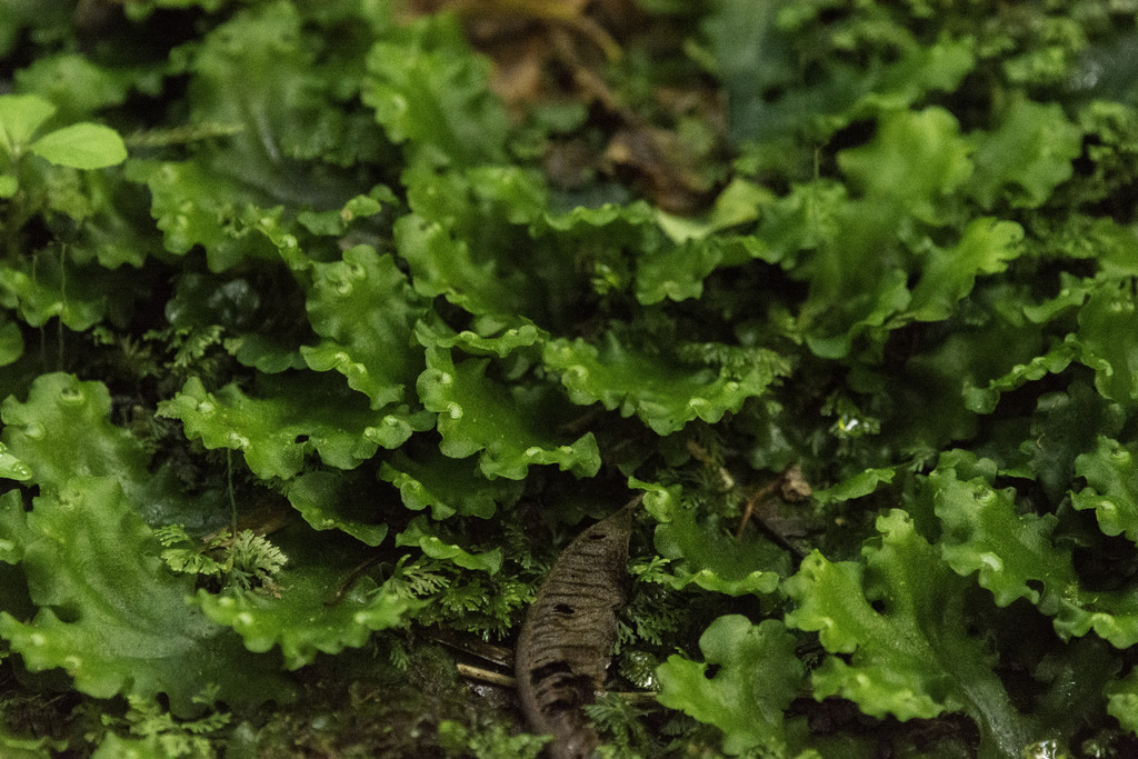 Monoclea gottschei from Limón Province, Guapiles, Costa Rica on January ...