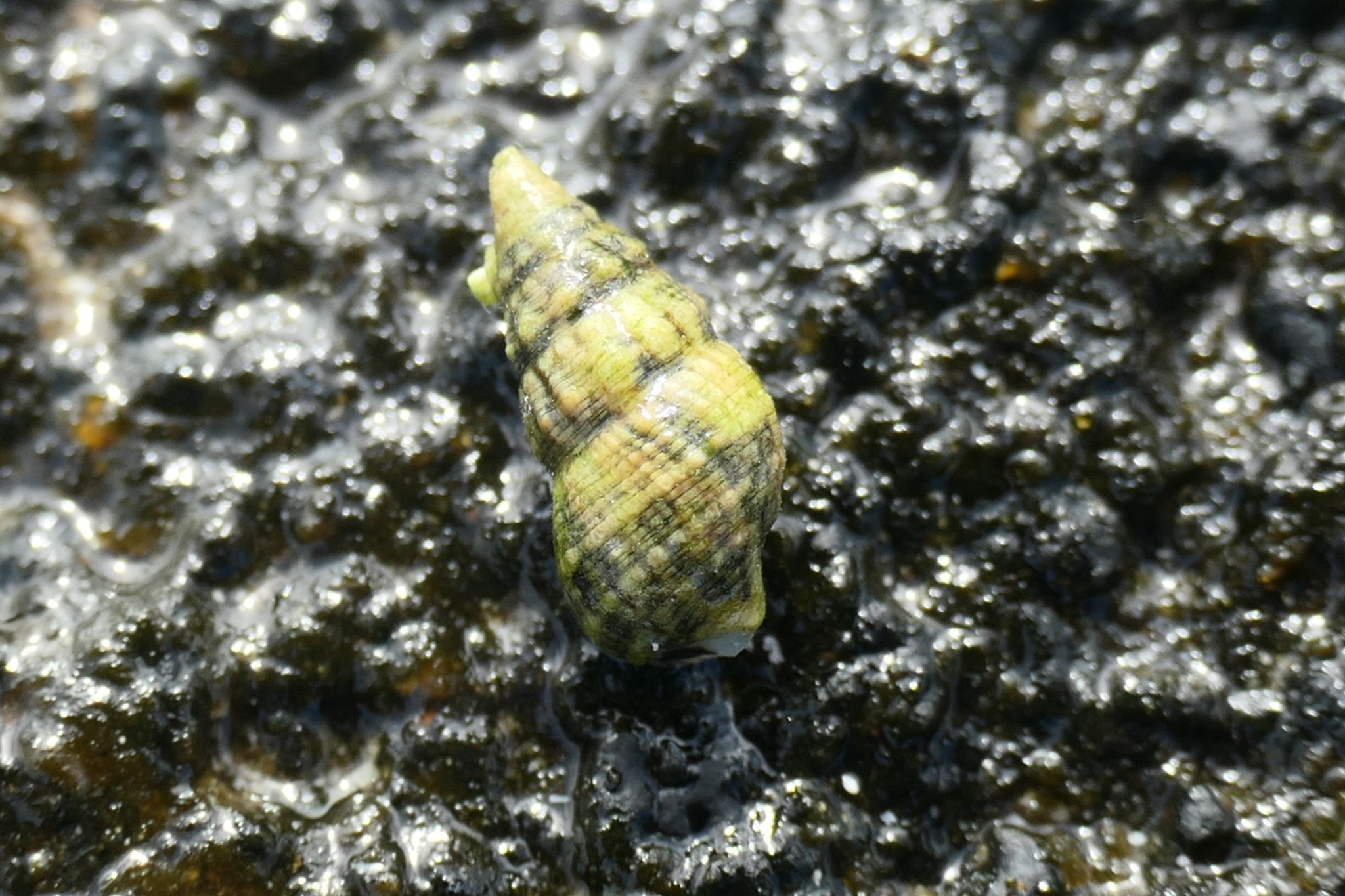 Cerithium lividulum Risso, 1826