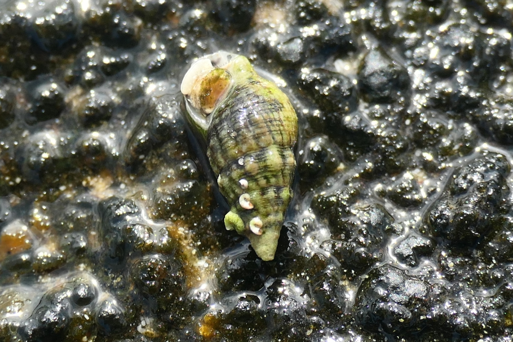Cerithium lividulum Risso, 1826