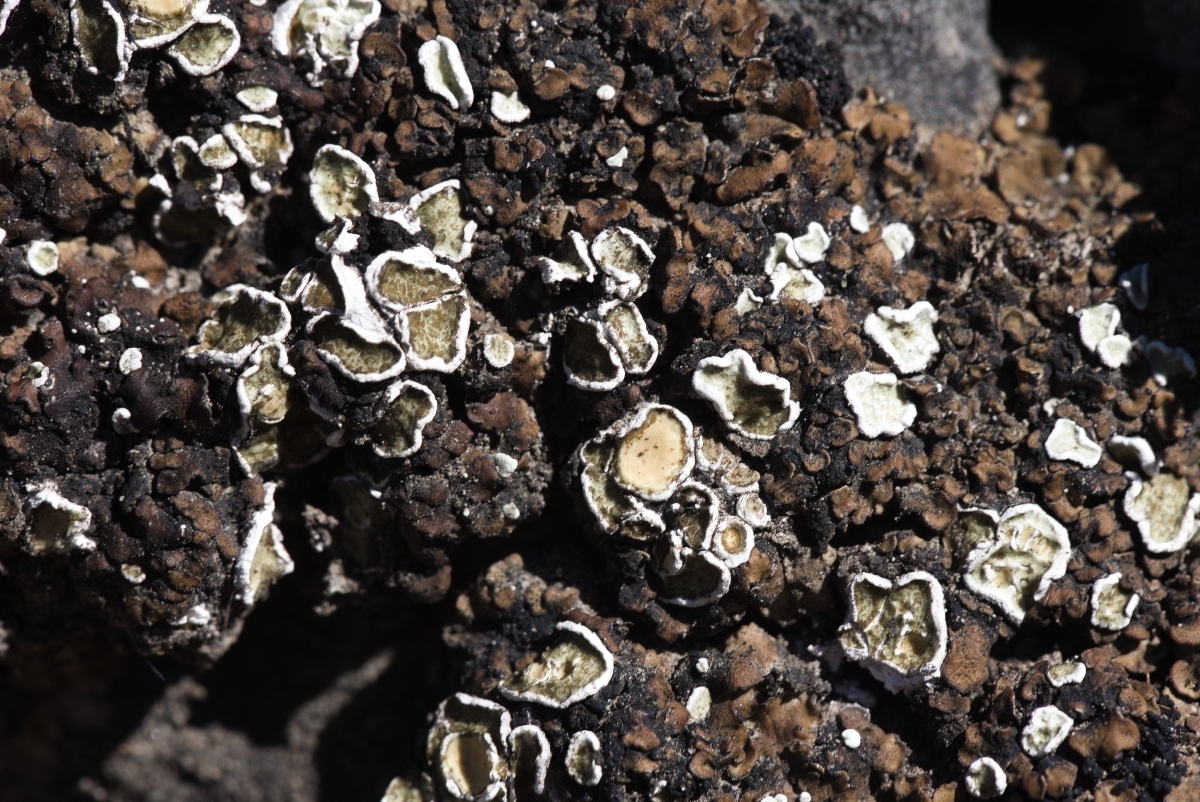 Squamarina gypsacea (Sm.) Poelt