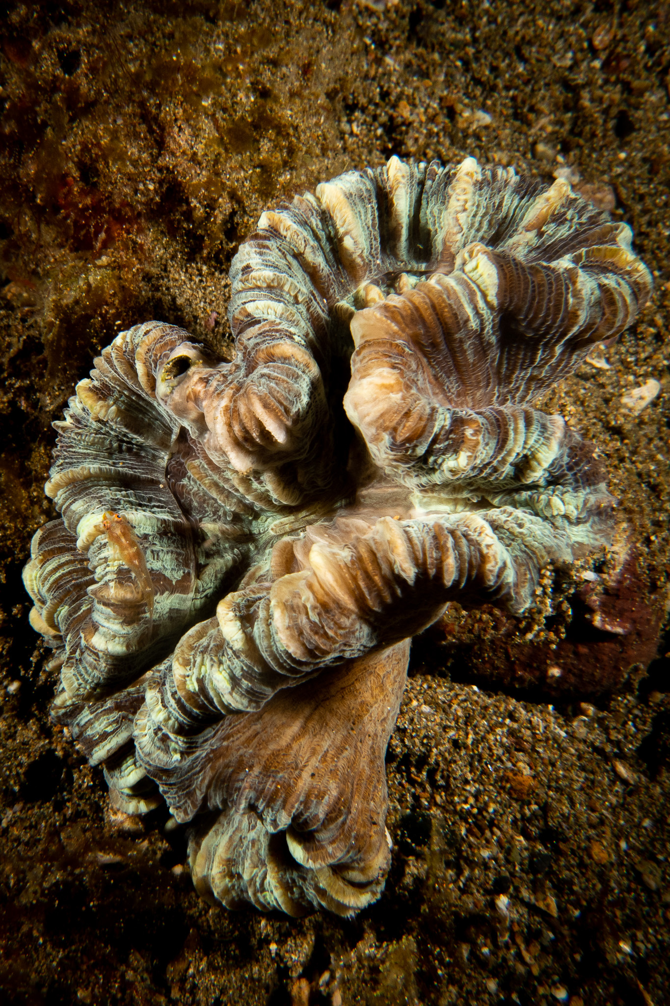 Trachyphyllia Milne Edwards & Haime, 1849