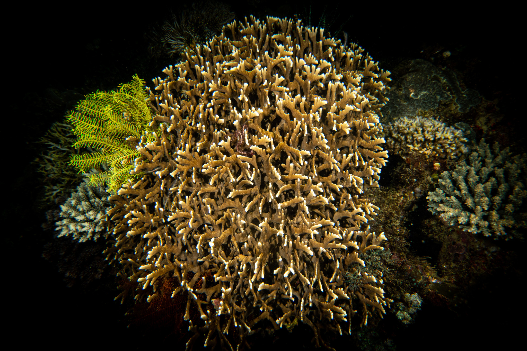 Millepora tenera Boschma, 1949