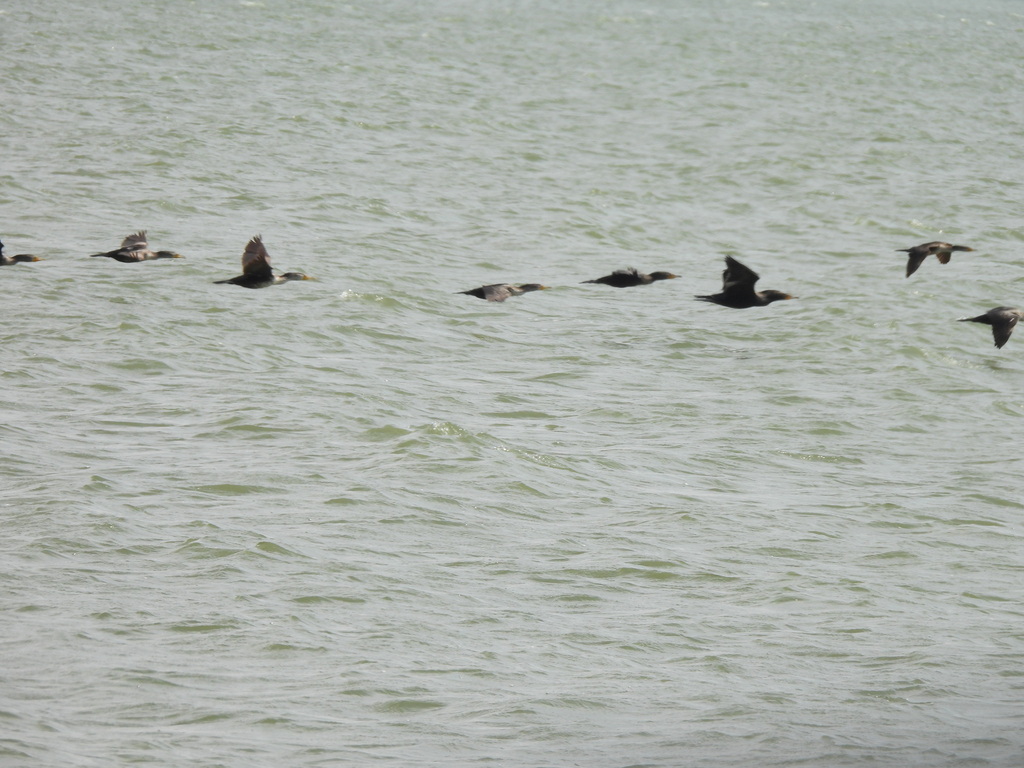 Double-crested Cormorant from Tarrant County, TX, USA on March 11, 2023 ...
